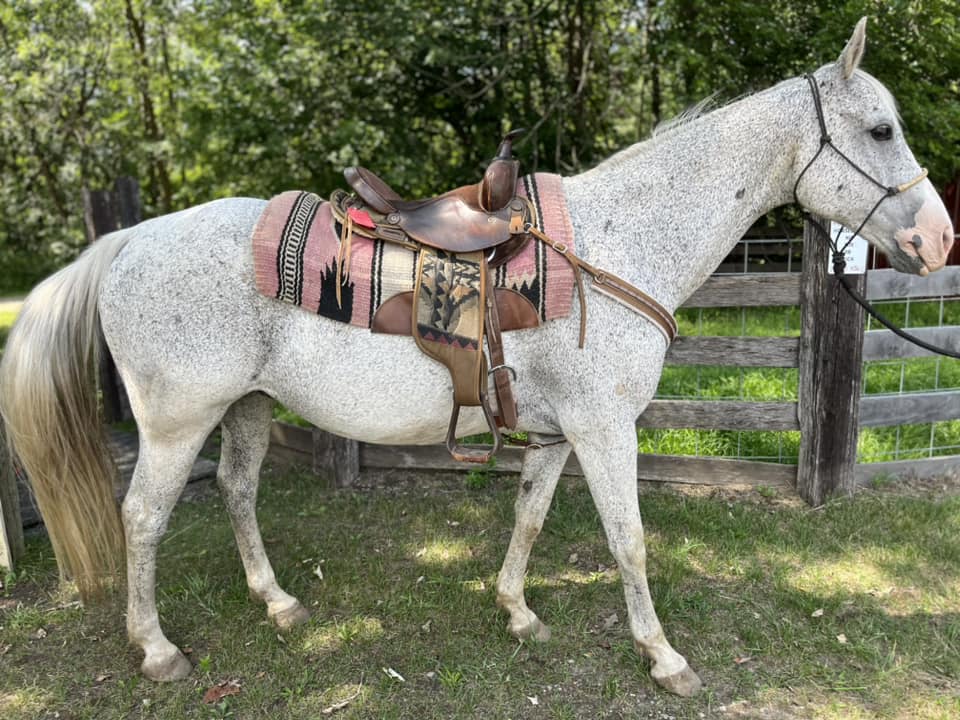 Meet the Herd | Grand Ledge, MI | Sundance Riding Stables